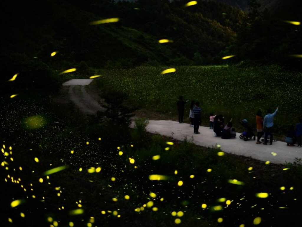 Nakhwa Nori: A Traditional Korean Fireworks Festival